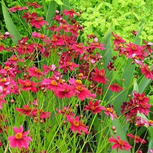 coreopsis limerock ruby