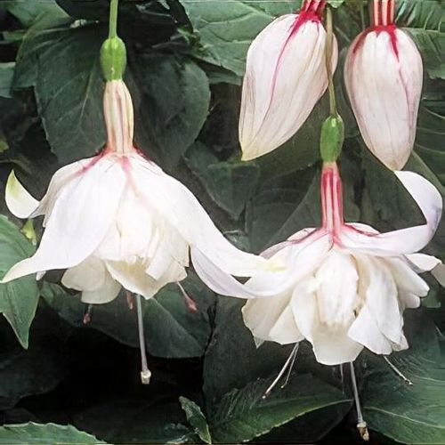 fuchsia white wedding