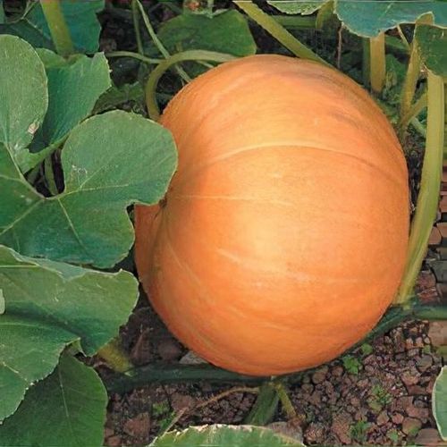 cucurbita maxima