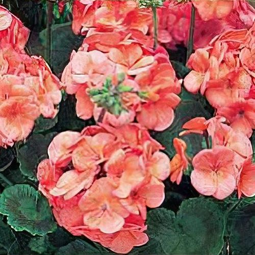 geraniums maverick
