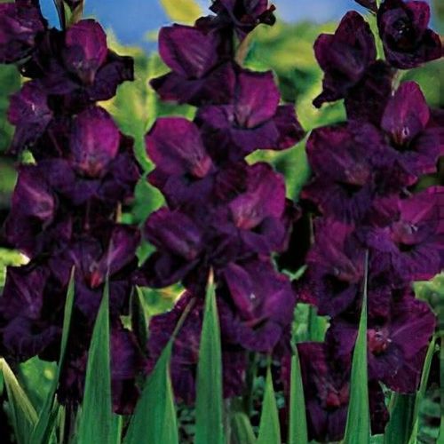 gladiolus iris