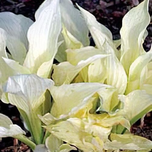white feather hosta