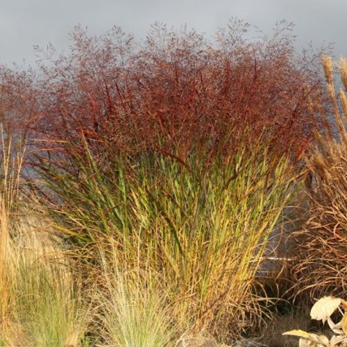 panicum virgatum squaw