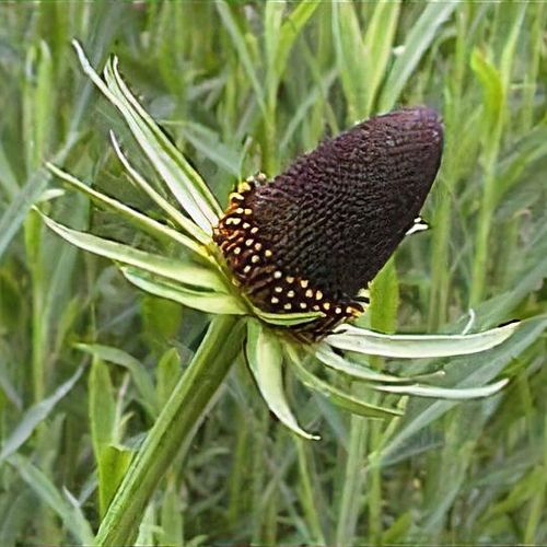 green wizard coneflower