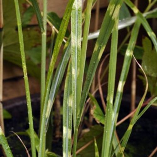 miscanthus sinensis strictus problems