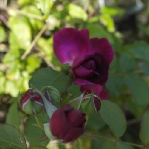 rosa ausbernard