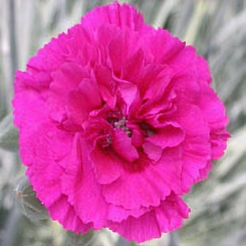 dianthus devon wizard