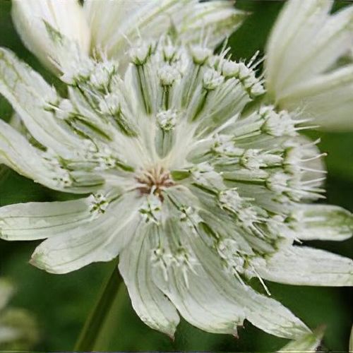 white astrantia