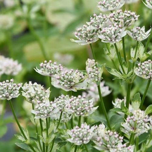 white astrantia