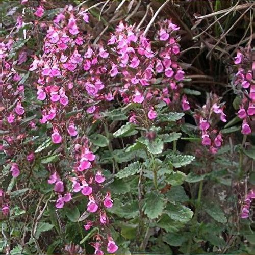 pruning teucrium chamaedrys