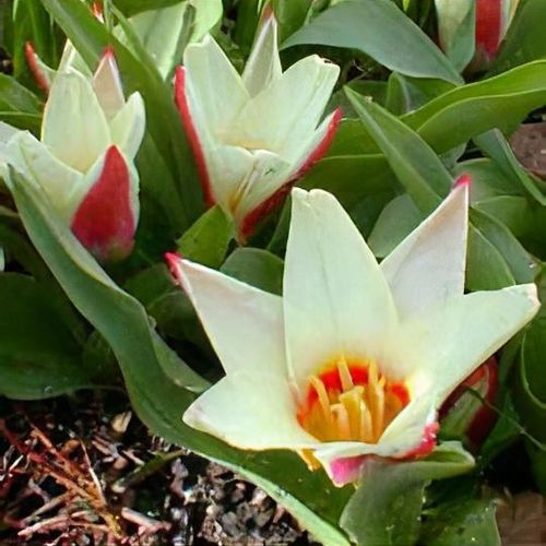 tulip ancilla