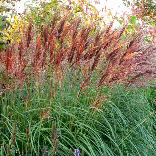 miscanthus red chief