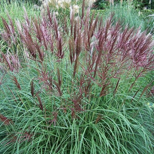 miscanthus strictus pruning