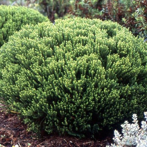 hebe green globe pruning