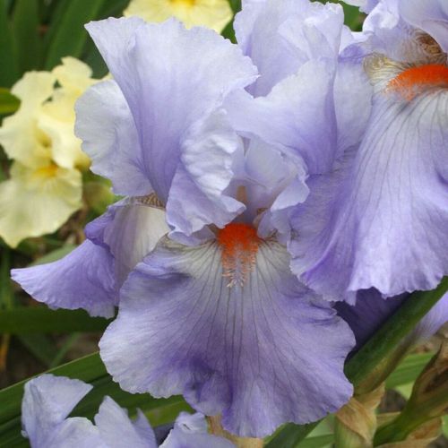 iris rippling clouds