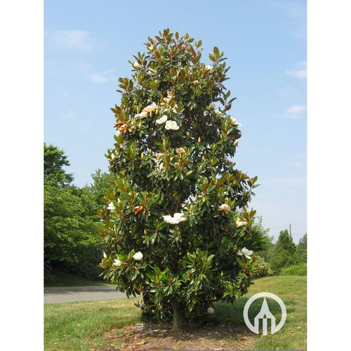 magnolia grandiflora gallisoniensis