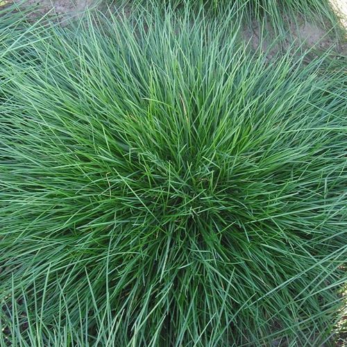festuca rubra molate