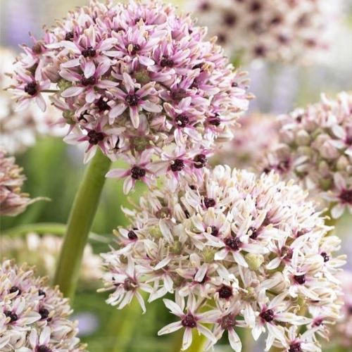 Previous Next 1 of 4