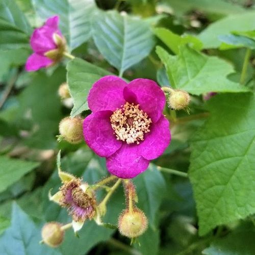 rubus odoratus propagation