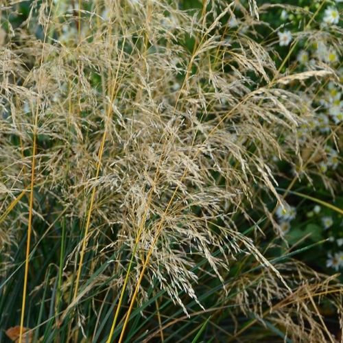 deschampsia setacea