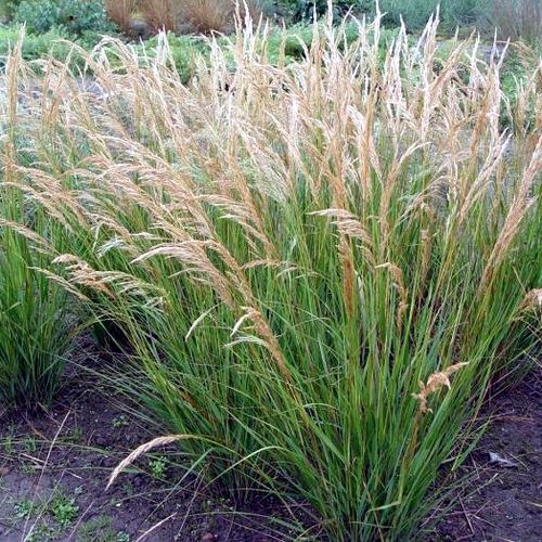 achnatherum splendens