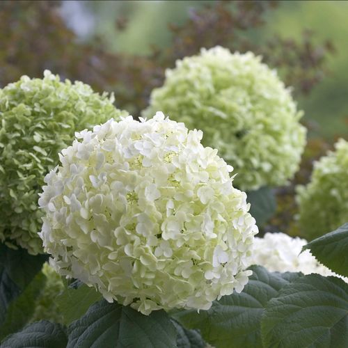 annabelle hydrangea strong