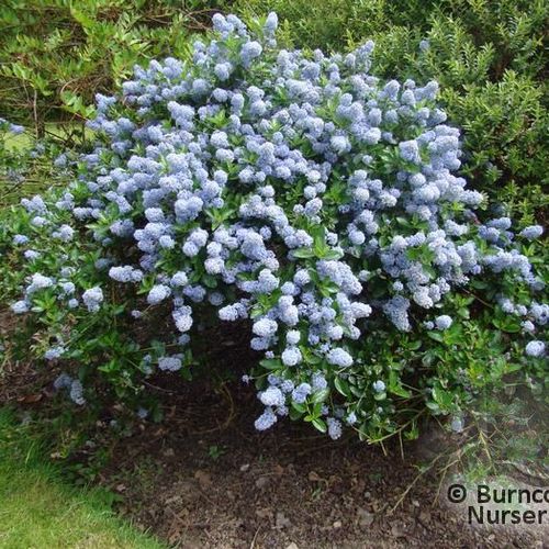 ceanothus repens size