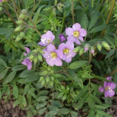 polemonium pink