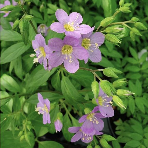 polemonium pink