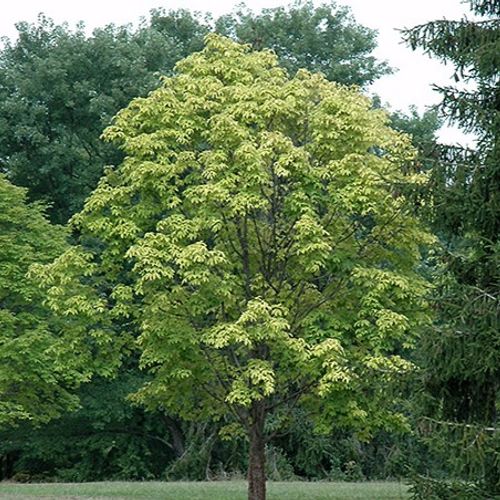 acer negundo winter lightning
