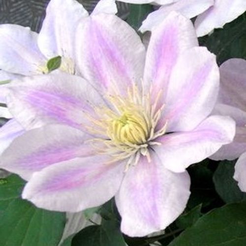 clematis aria