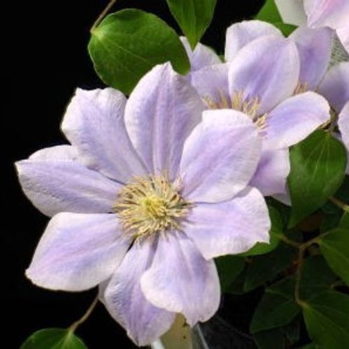 clematis aria