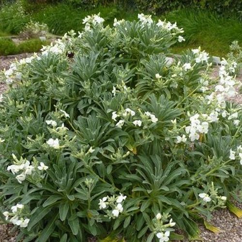 matthiola alba