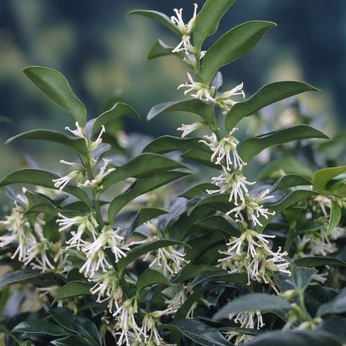 pruning sarcococca humilis