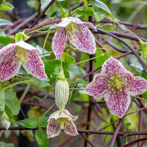 freckles clematis