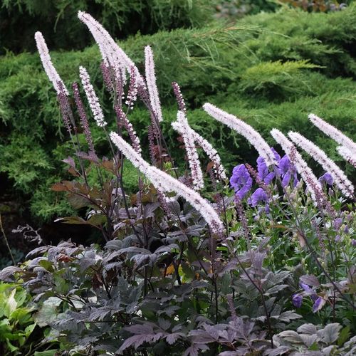 cimicifuga ramosa atropurpurea