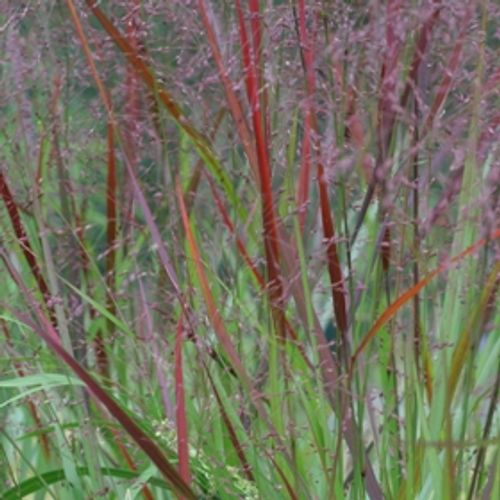 panicum virgatum squaw