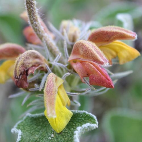 orange phlomis