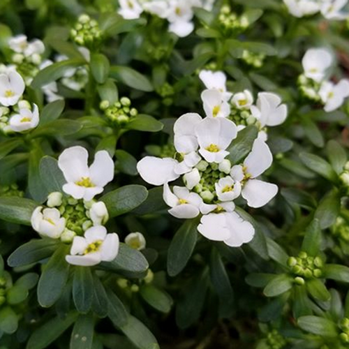 iberis semperflorens