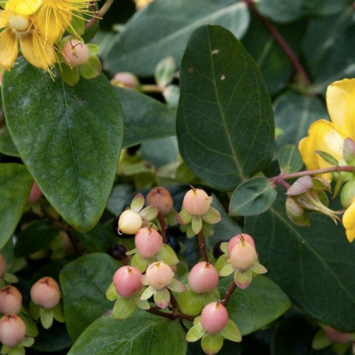 hypericum magical green