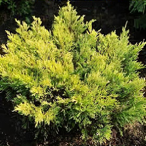 lime glow juniper