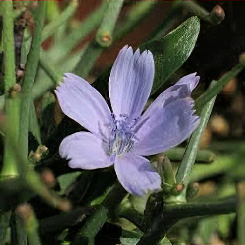 spiny chicory