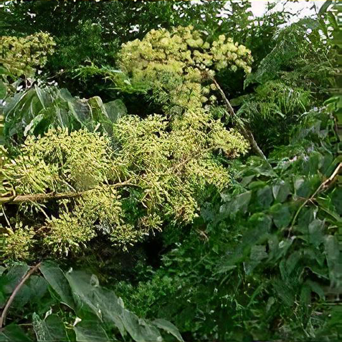 aralia chinensis