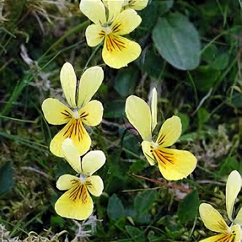 viola lutea