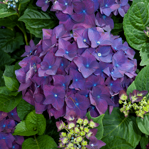 hydrangea purple dance