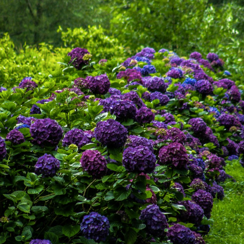 hydrangea purple dance