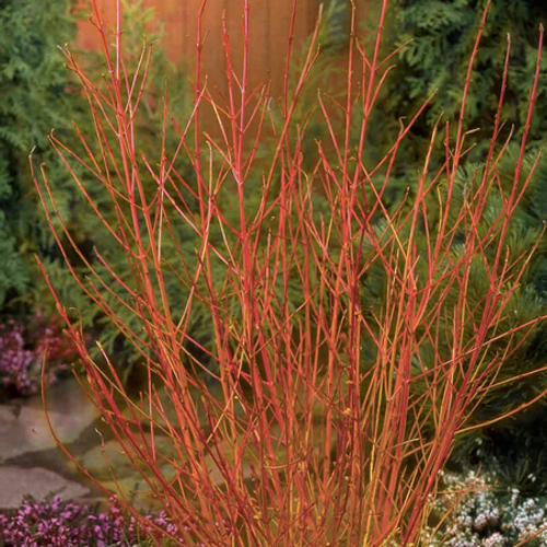 midwinter fire pruning