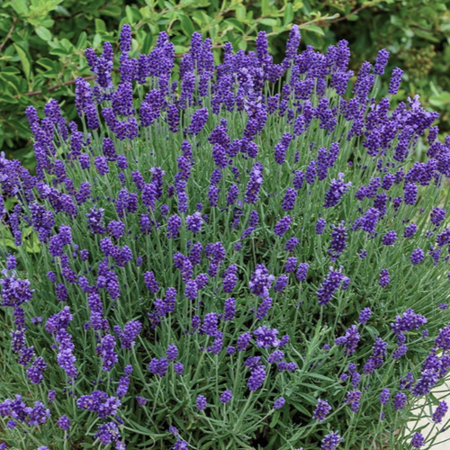 lavender beezee