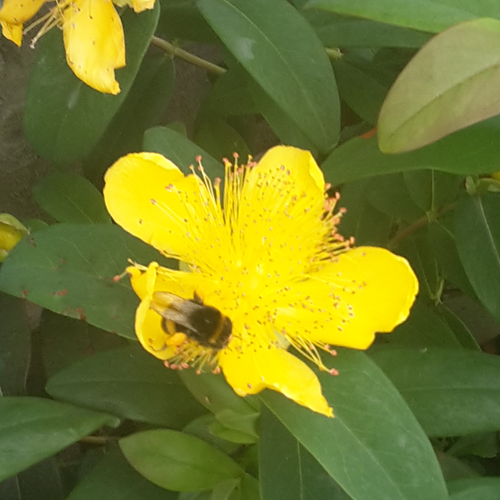 hypericum calycinum pruning