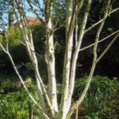 birch silver queen
